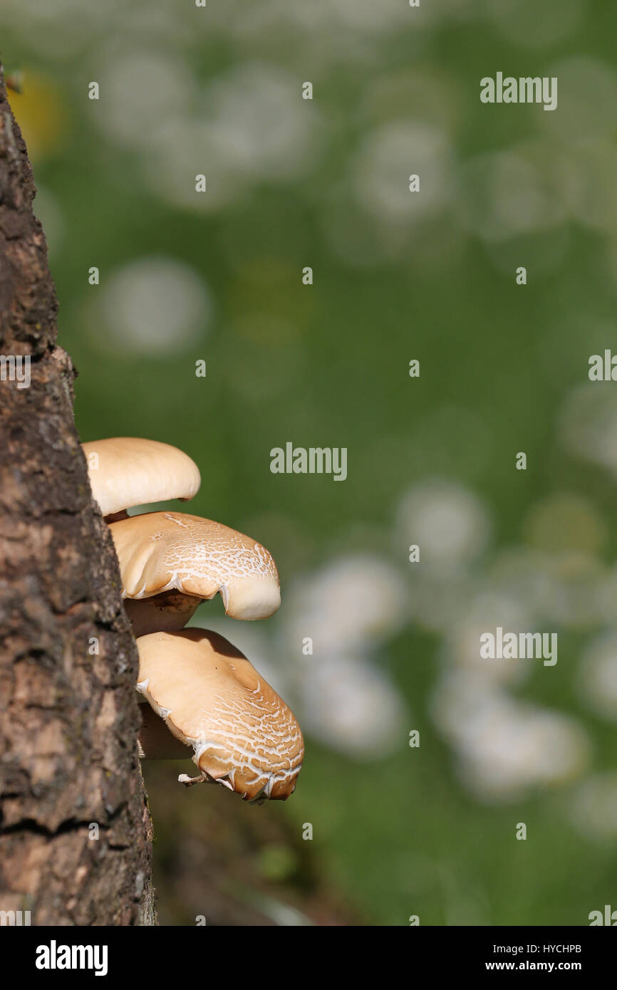 Mushrooms growing on the side of a tree trunk with a blurred background ...