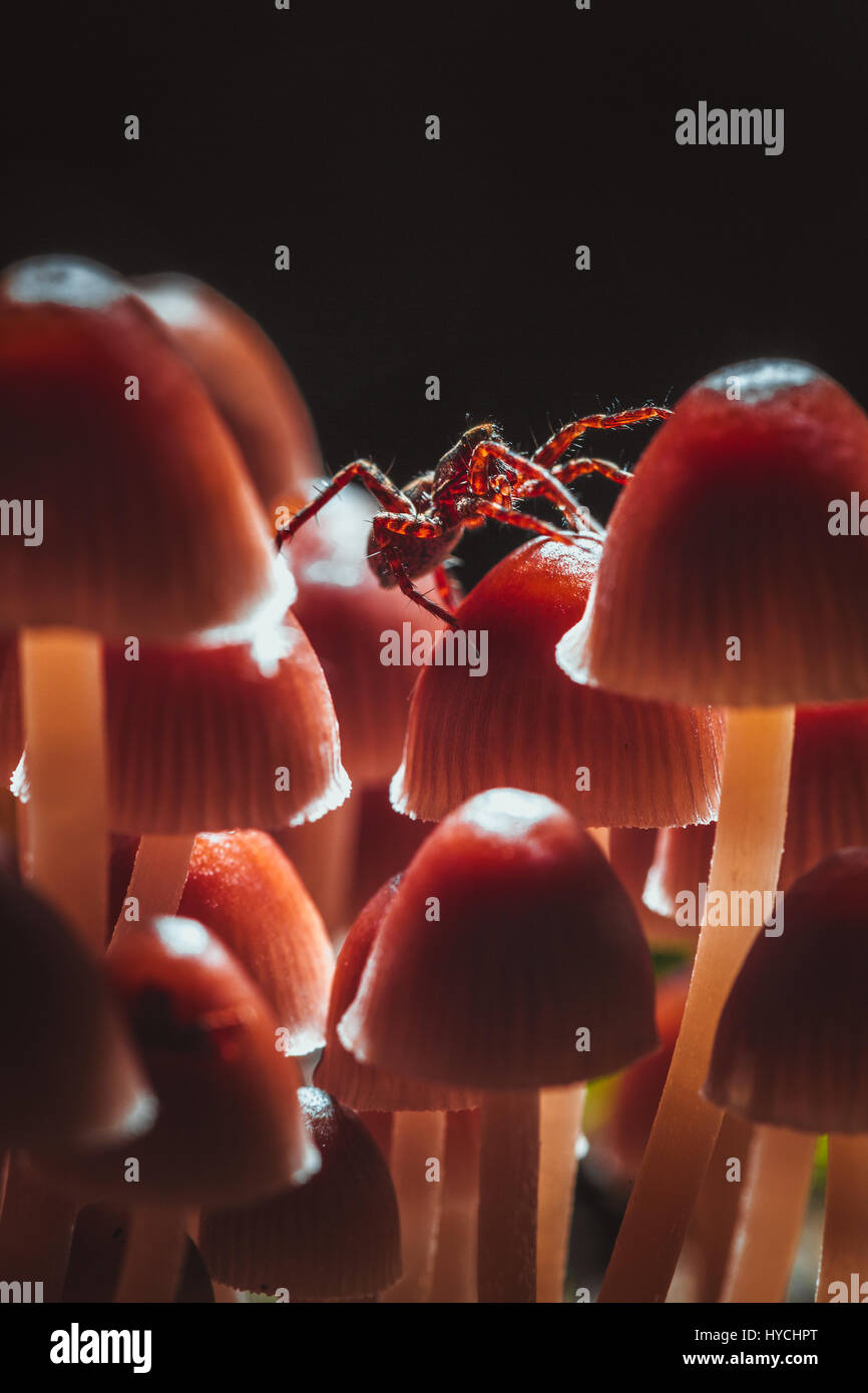 Spider and mushrooms hi-res stock photography and images - Alamy