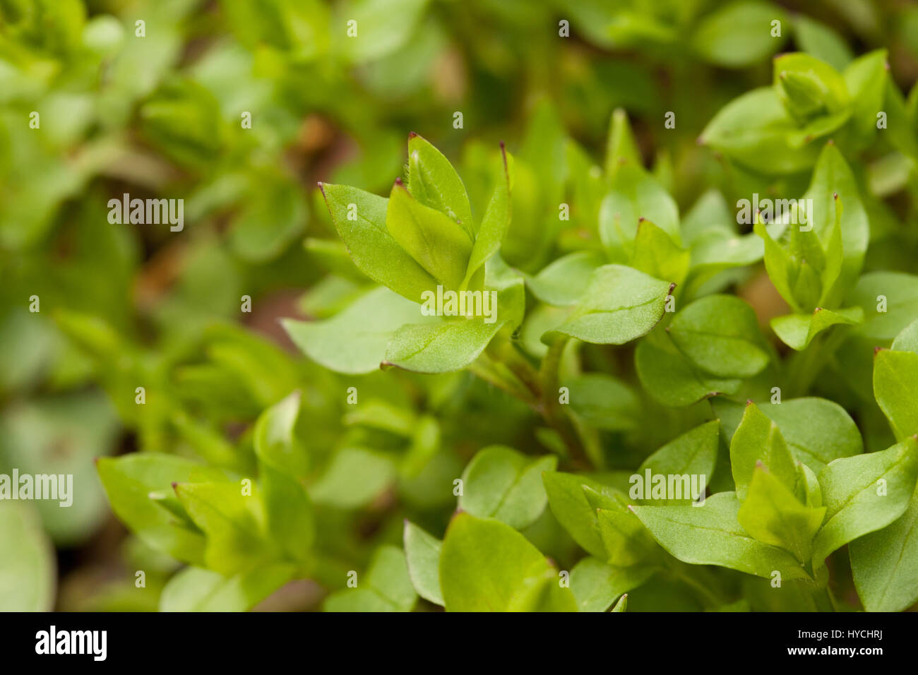 Close up common chickweed hi-res stock photography and images - Alamy