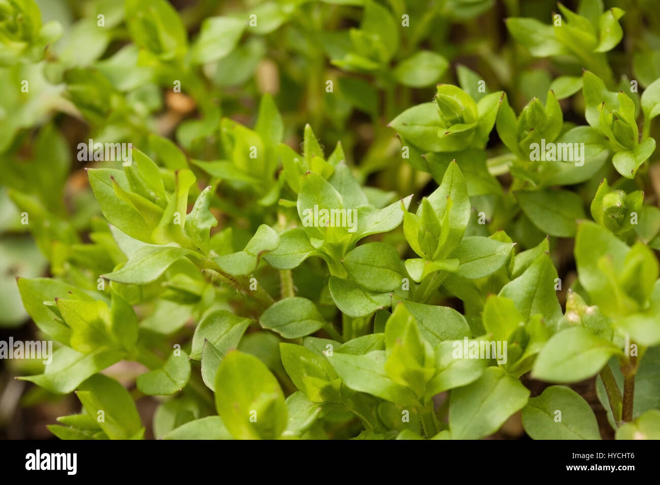 Chickweed growing in spring Stock Photo - Alamy