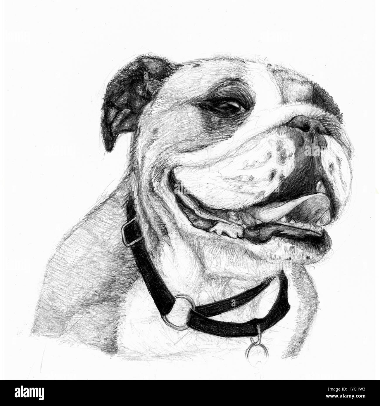 English Bulldog Drawings In Pencil Easy
