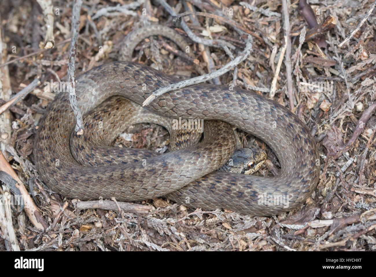 Close-up of rare smooth snake (Coronella austriaca) in heathland in ...