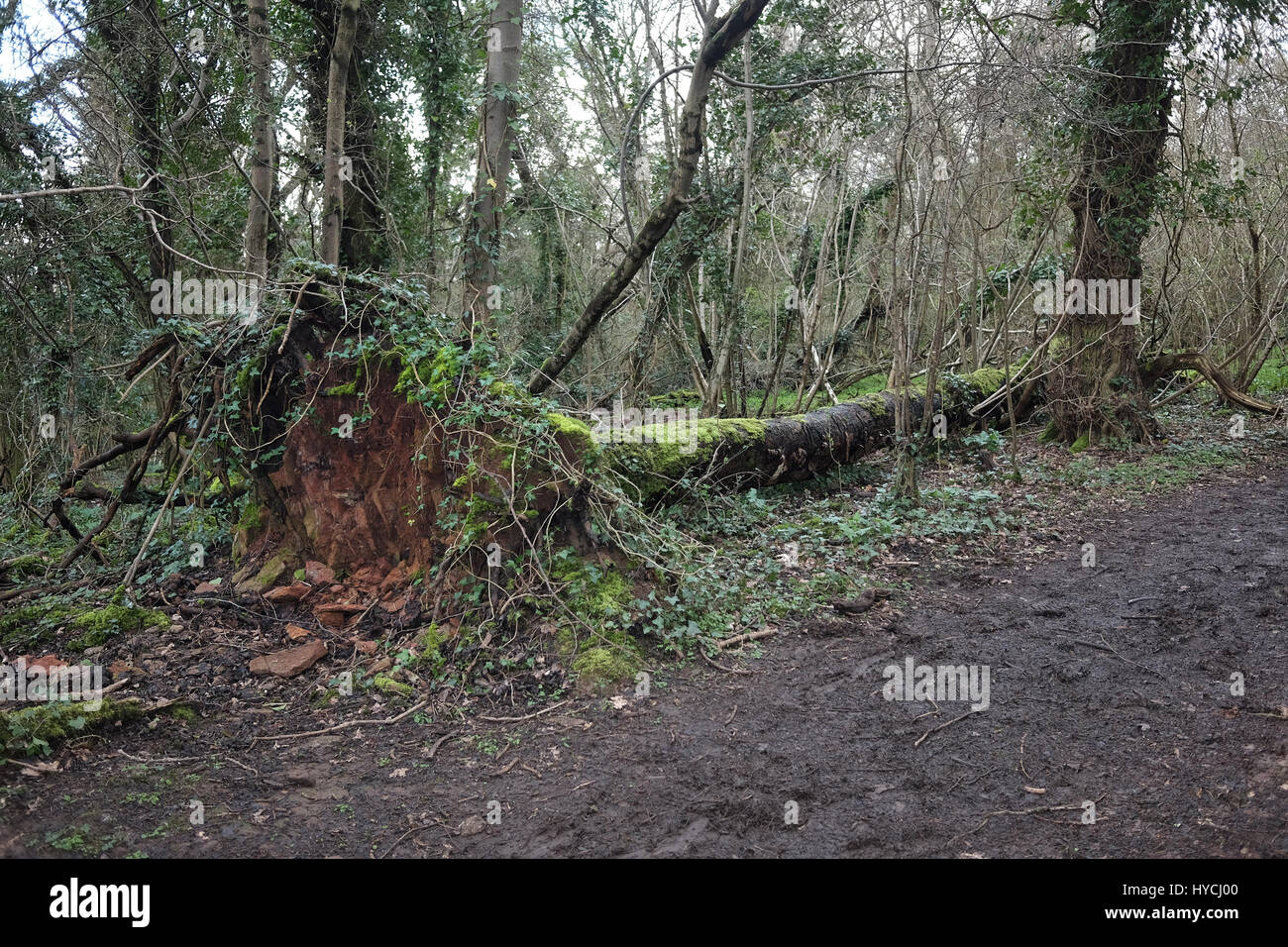 Tree roots damage path hi-res stock photography and images - Alamy
