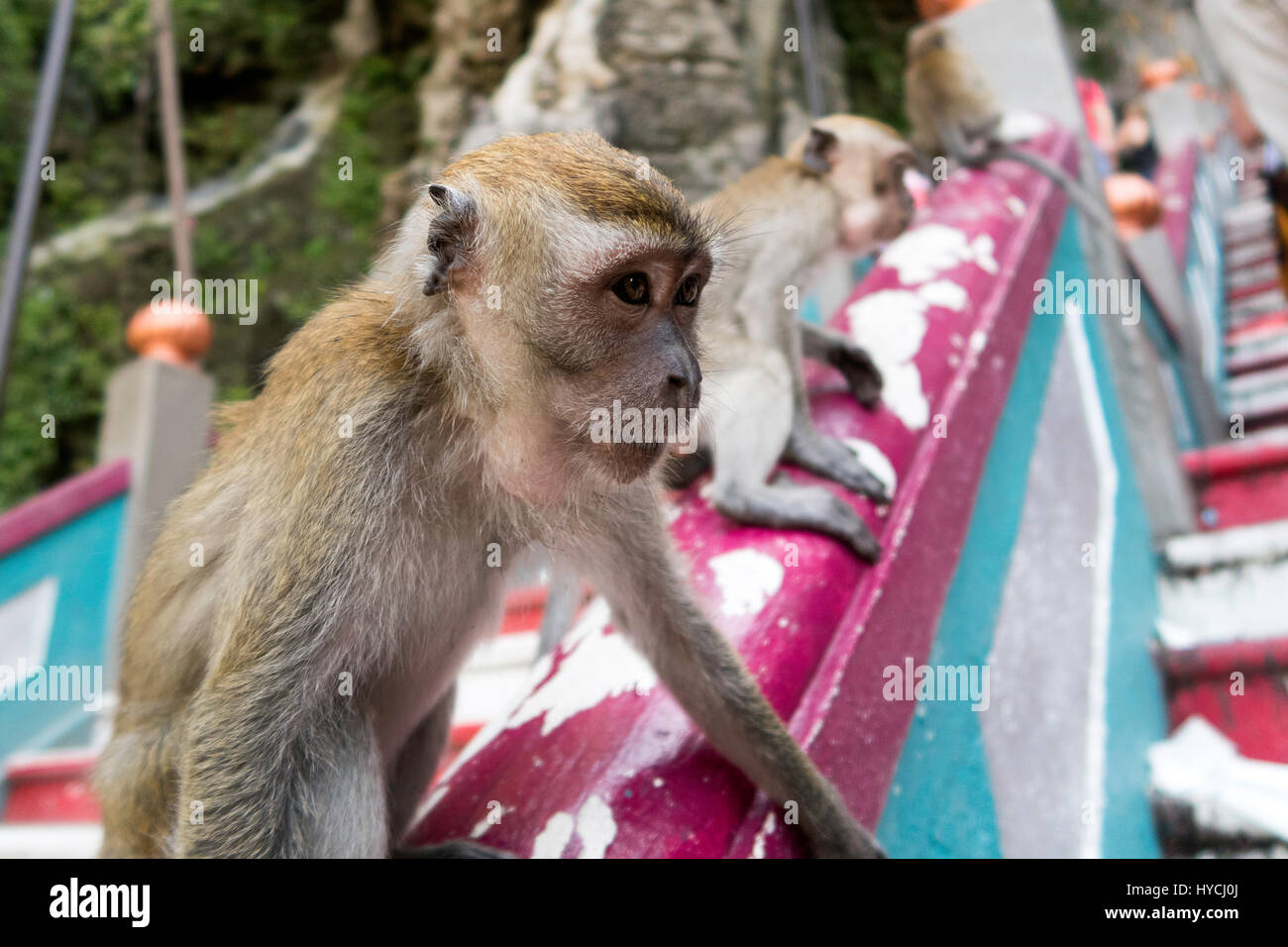 Batu Caves Monkeys