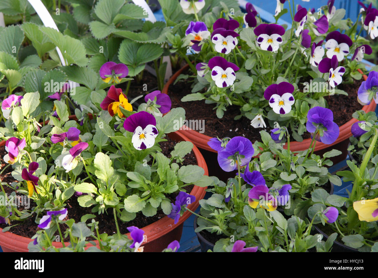 Potted pansies on display at the farmers market in March Stock Photo ...