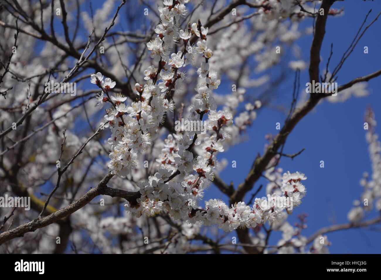 Blooming wild apricot in the garden. Spring flowering trees ...
