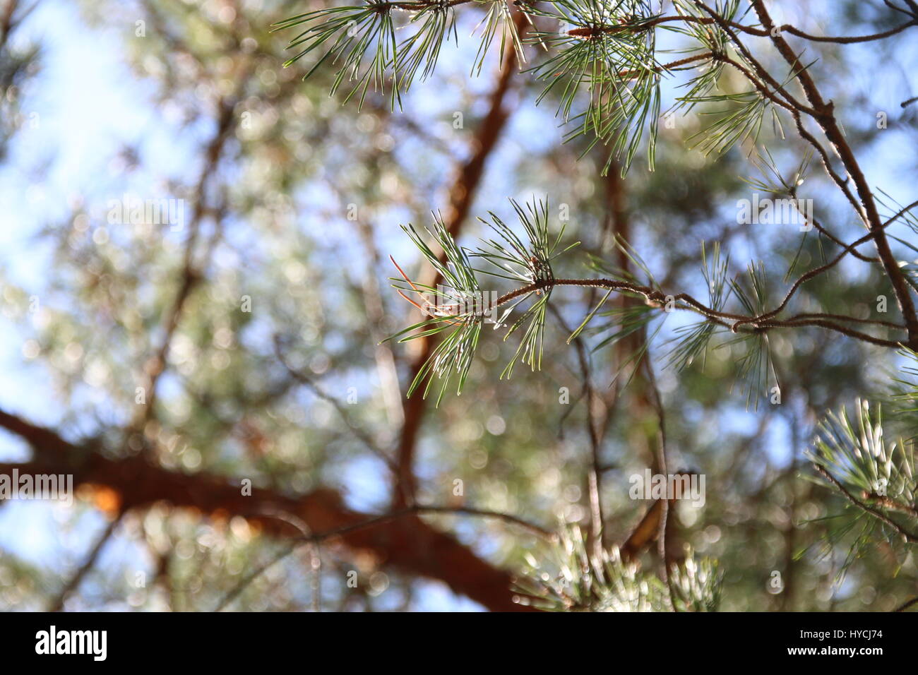 Forestry solitaire hi-res stock photography and images - Alamy