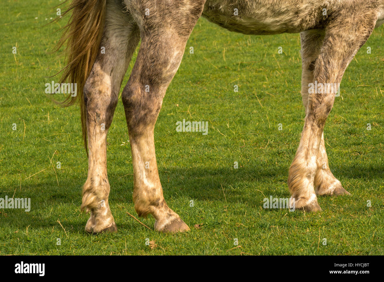Fetlock hi-res stock photography and images - Alamy