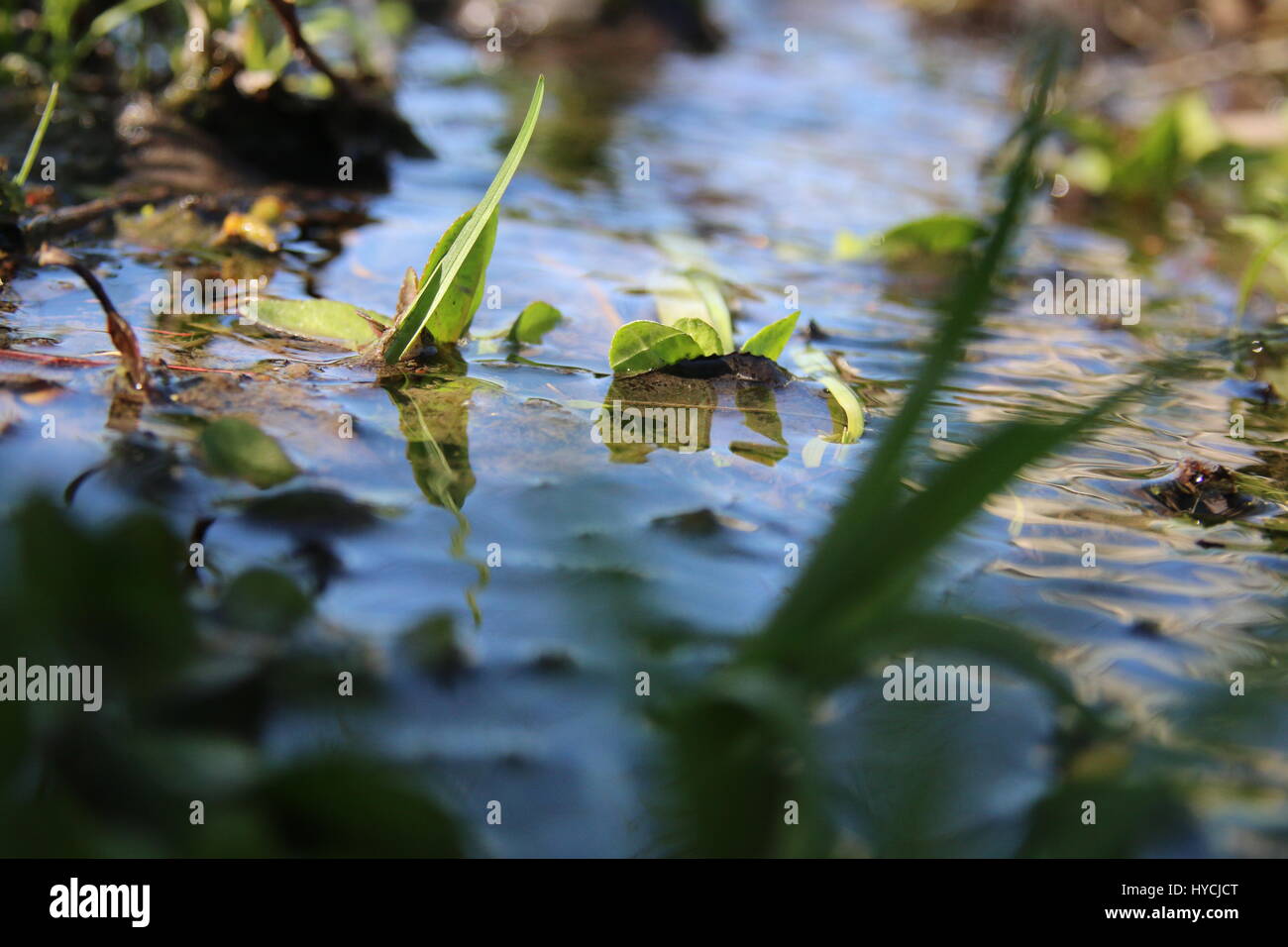 Meadow creek with green grass, summer time Stock Photo - Alamy