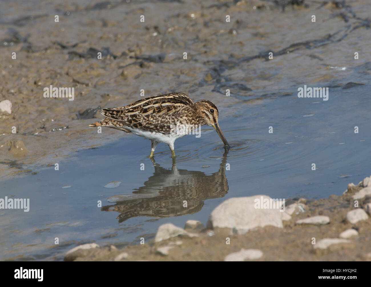 Snipe Gallingo gallinago feeding in pool Stock Photo - Alamy