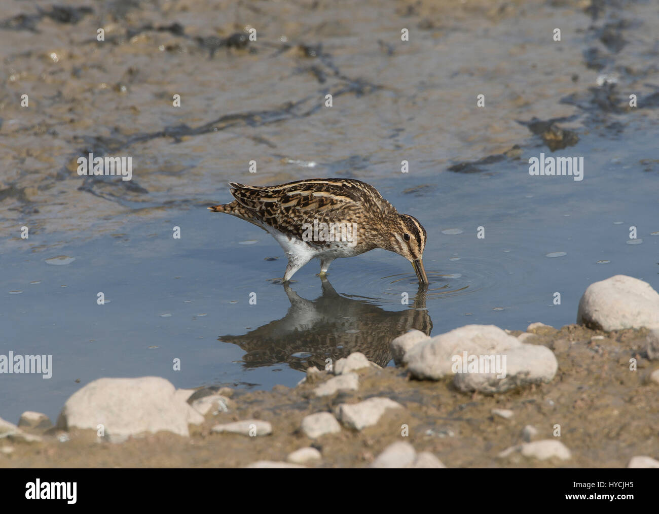 Snipe Gallingo gallinago feeding in pool Stock Photo - Alamy