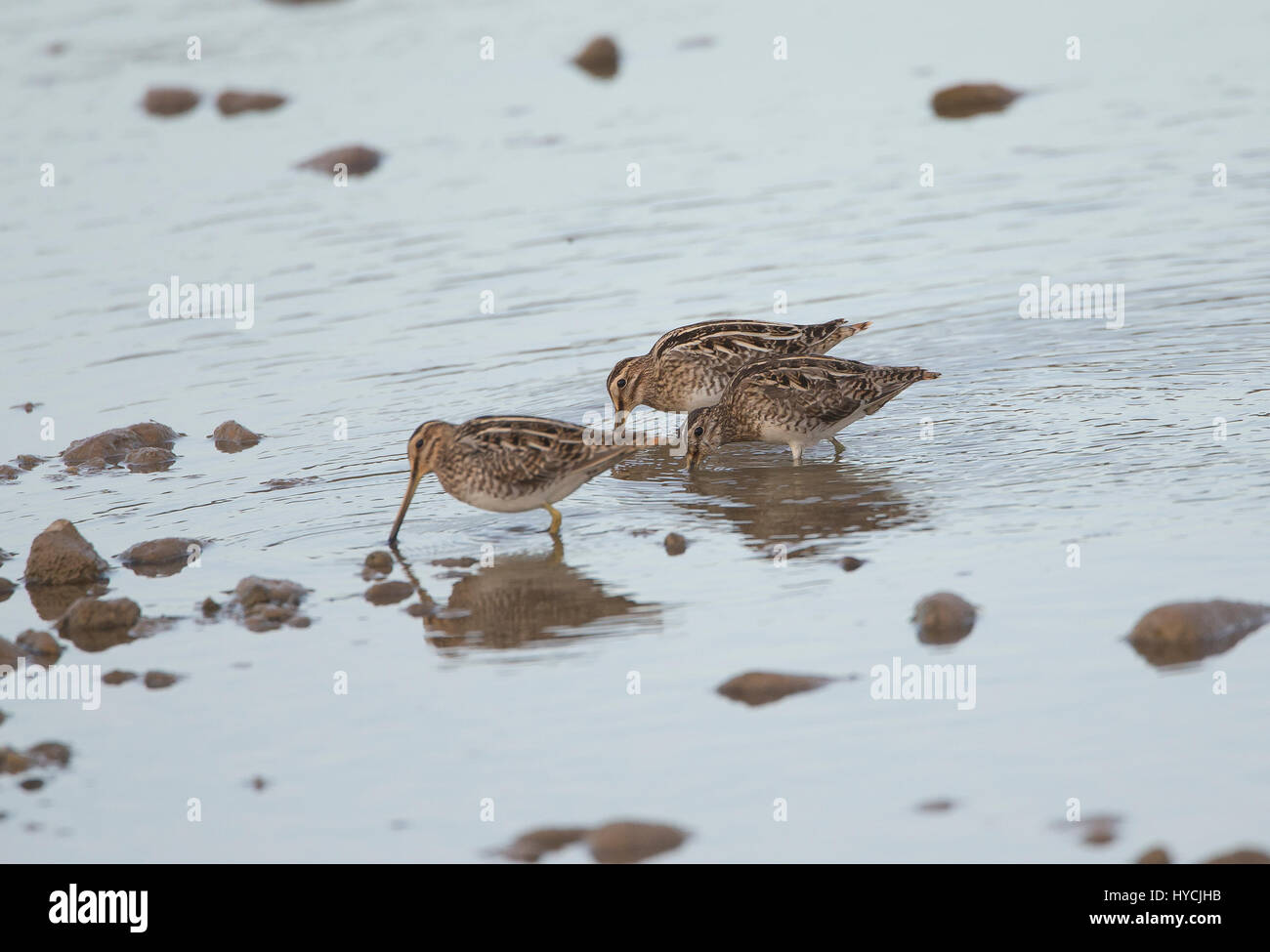 Snipe Gallingo gallinago feeding in pool Stock Photo - Alamy
