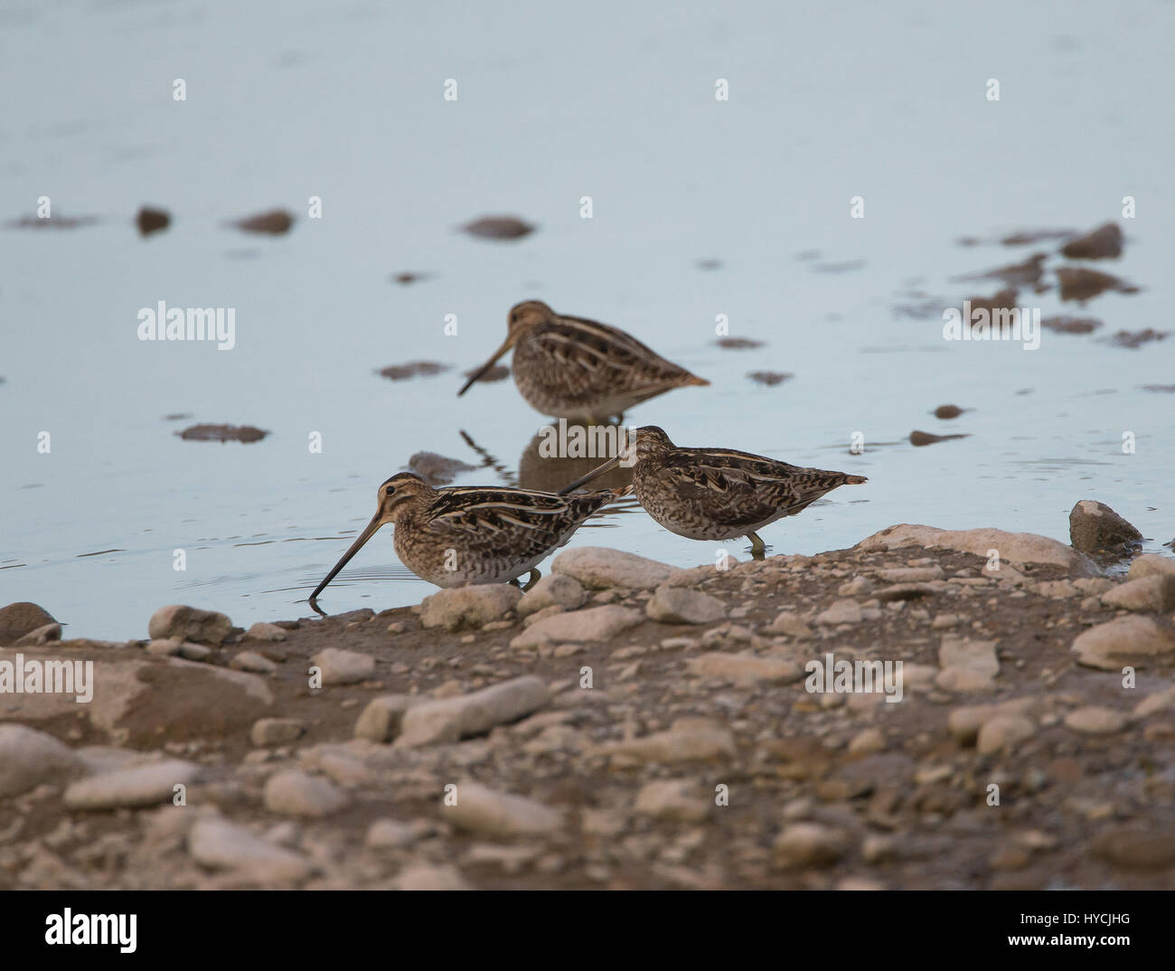 Snipe Gallingo gallinago feeding in pool Stock Photo - Alamy