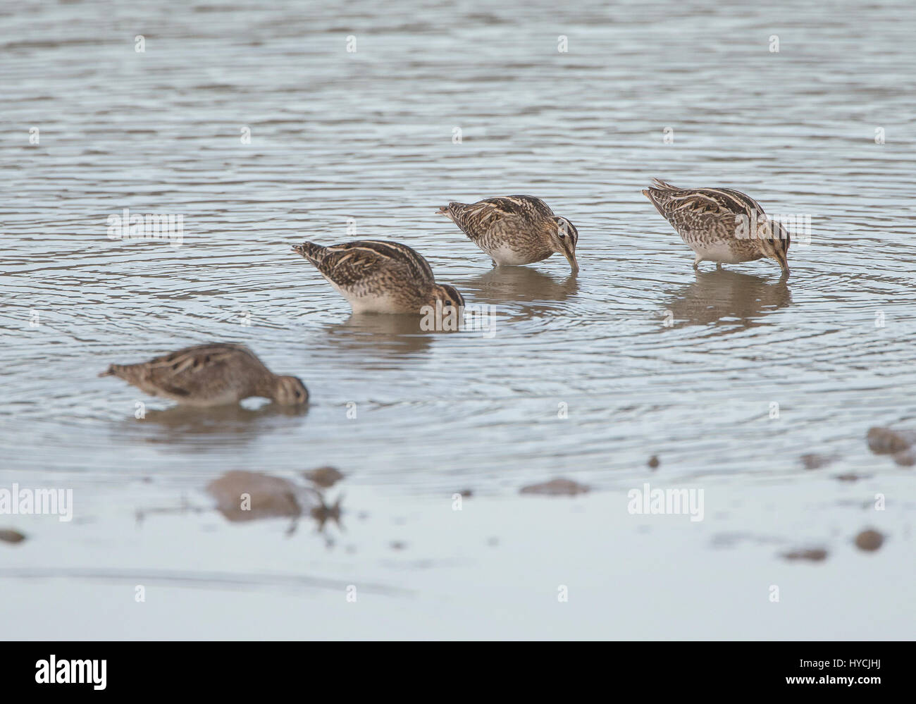 Snipe Gallingo gallinago feeding in pool Stock Photo - Alamy