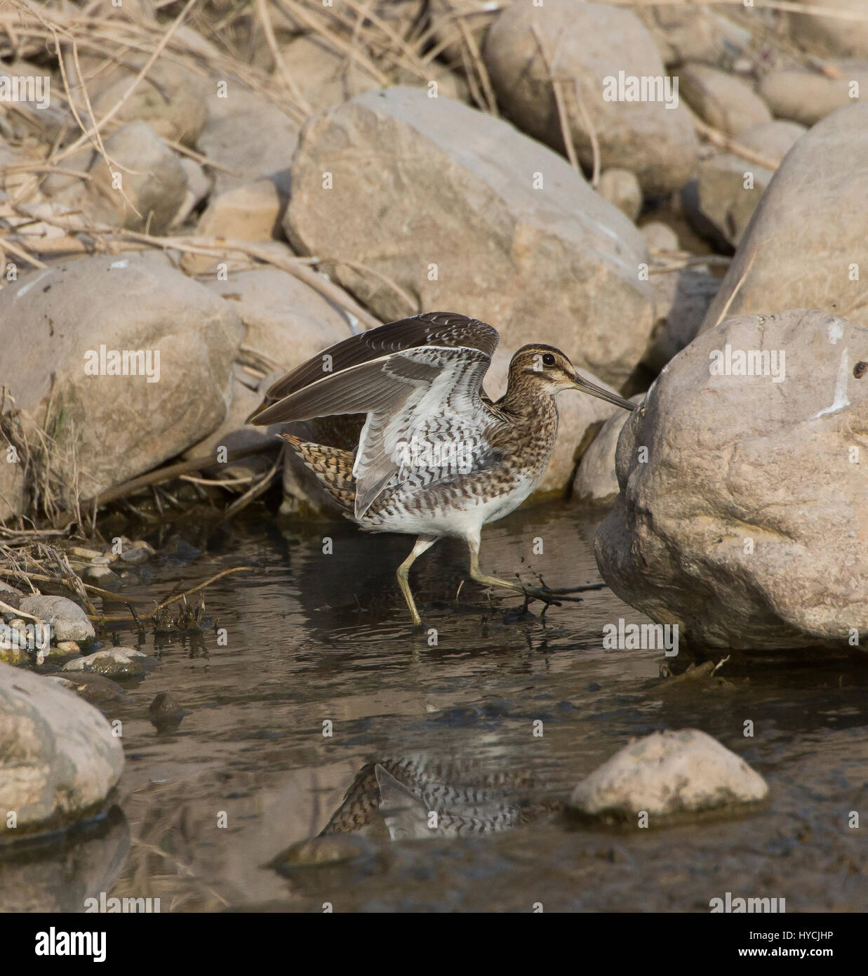 Snipe Gallingo gallinago feeding in pool Stock Photo - Alamy