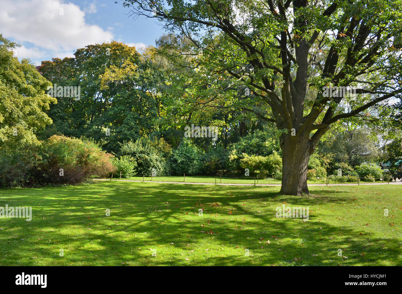 Green lawn and bush, right black tree Stock Photo - Alamy