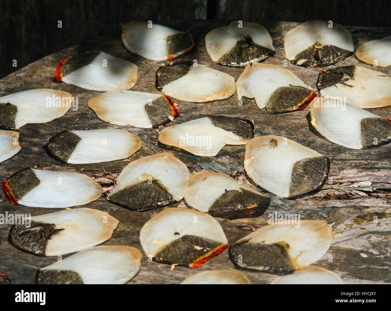 Arapaima hi-res stock photography and images - Alamy