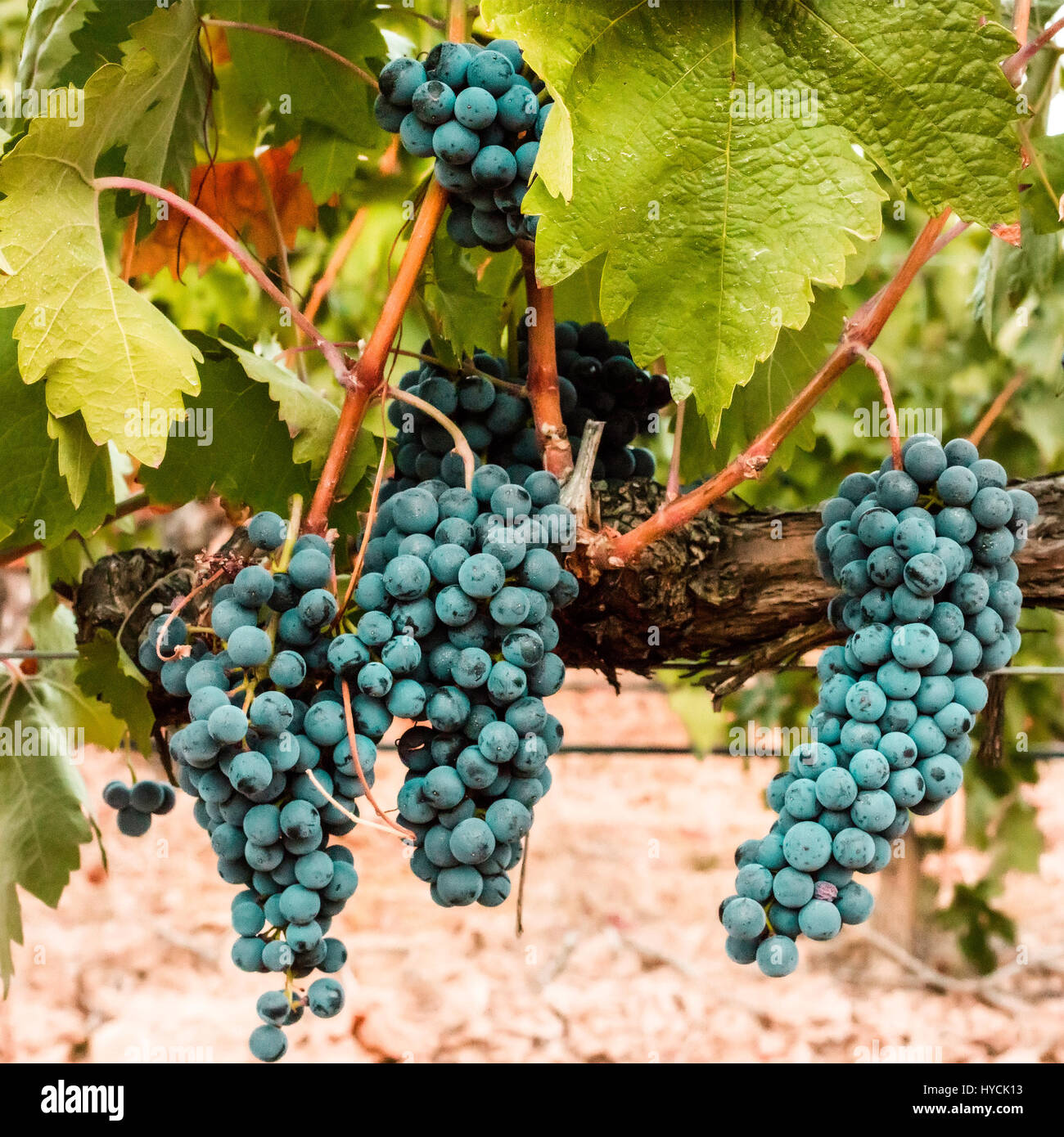 Leaves red vine hanging from hi-res stock photography and images - Alamy