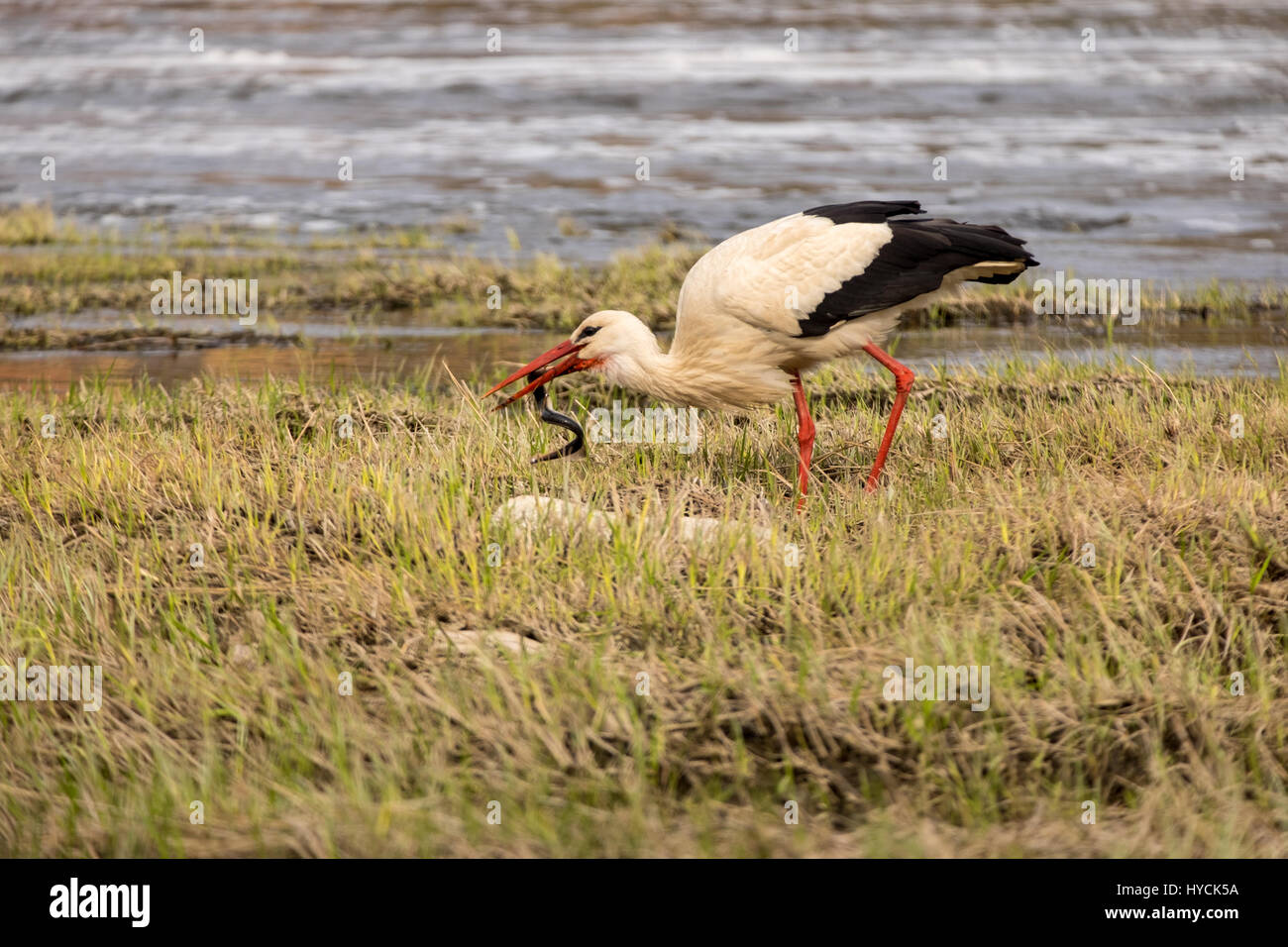 White stork hunting for a snake Stock Photo - Alamy