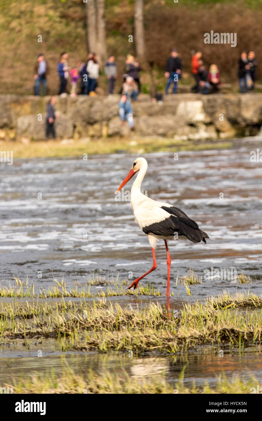 People watching white stork Stock Photo - Alamy
