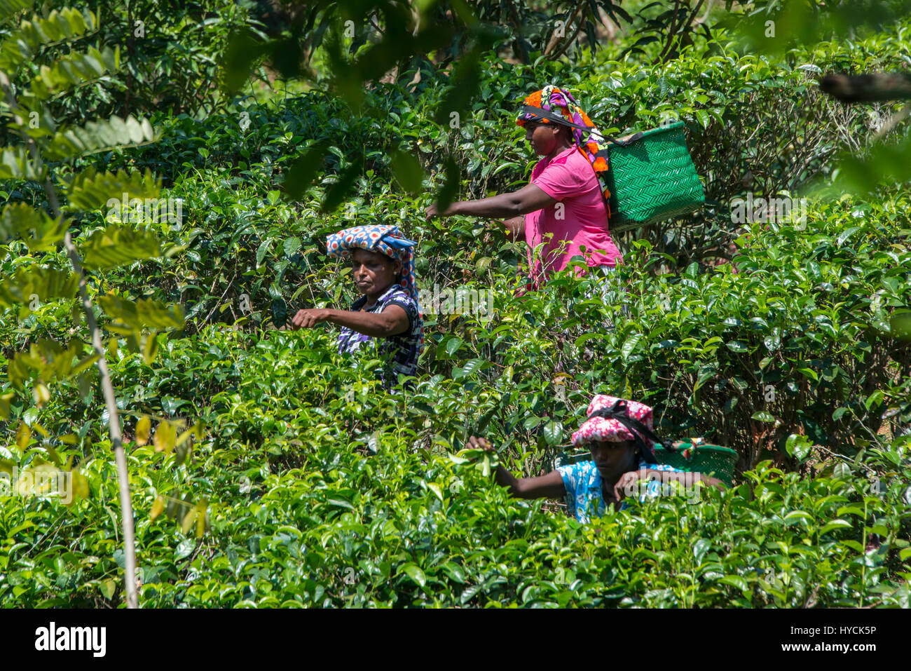 Sri Lanka, near Galle, village of Akuressa. Organic Green Tea Garden ...