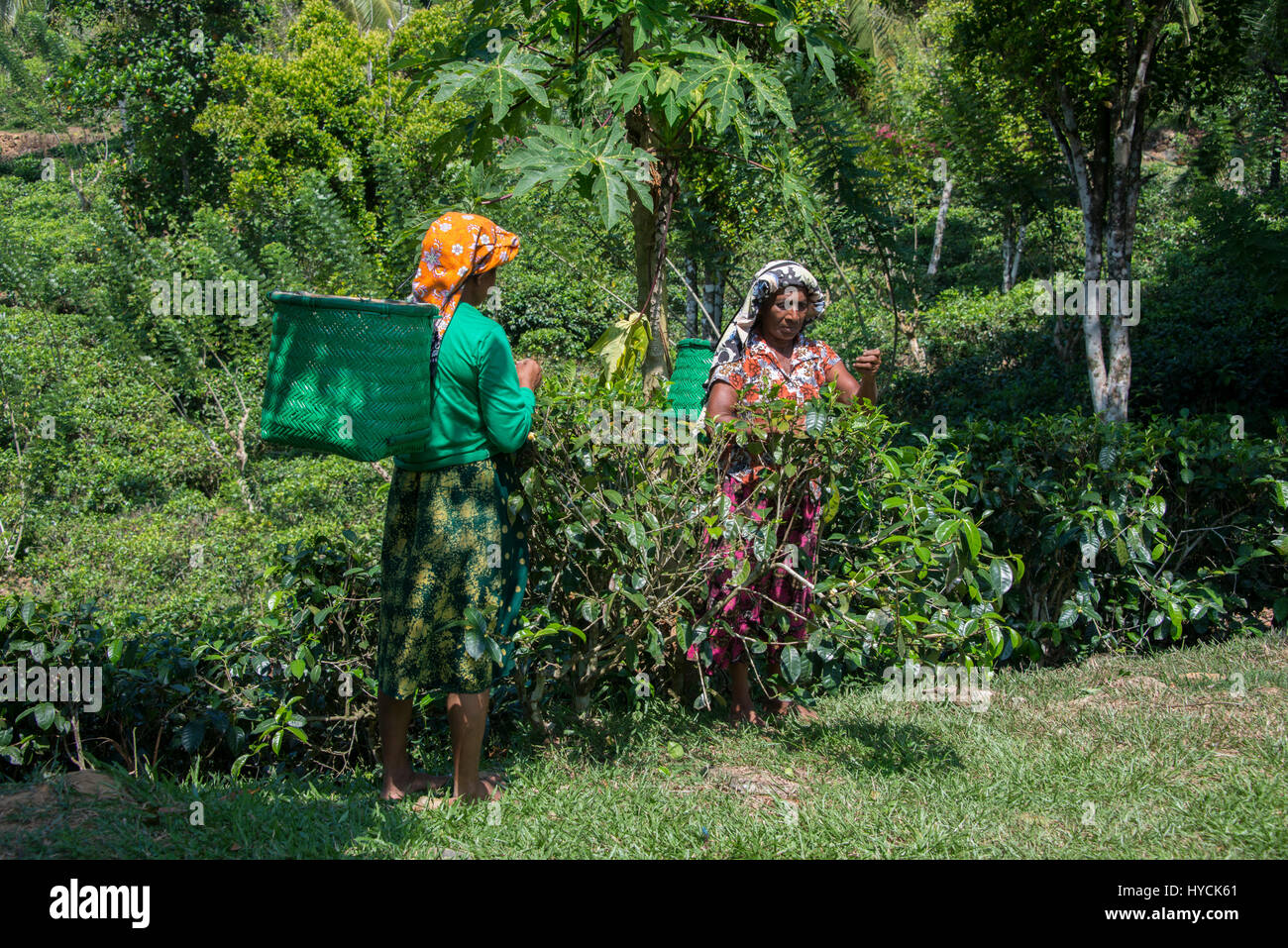 Sri Lanka, near Galle, village of Akuressa. Organic Green Tea Garden ...