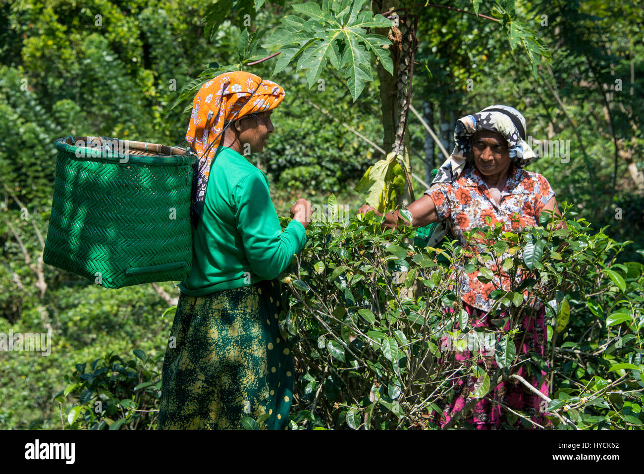 Sri Lanka, near Galle, village of Akuressa. Organic Green Tea Garden ...