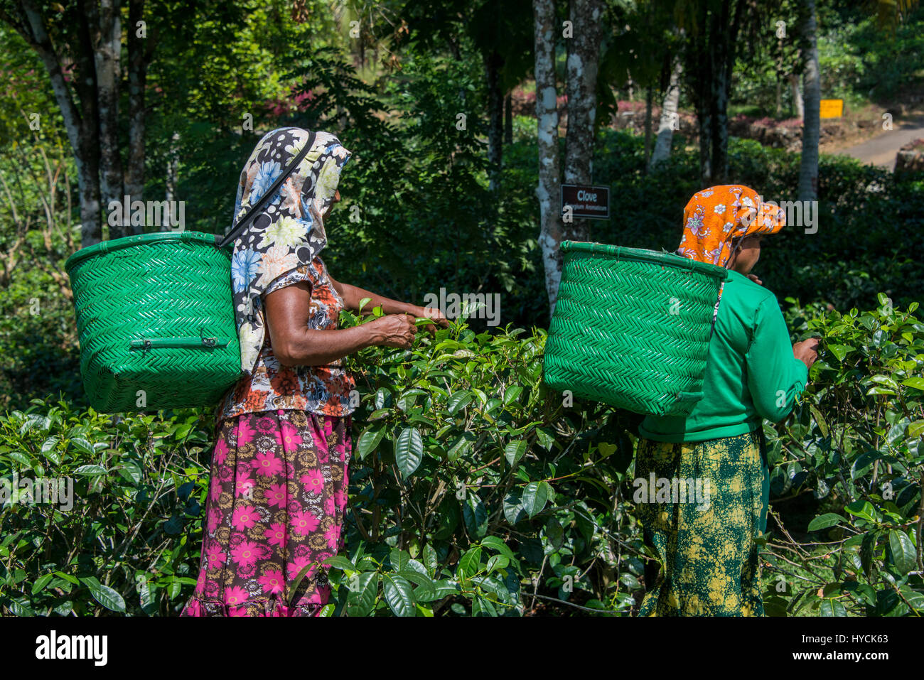 Sri Lanka, near Galle, village of Akuressa. Organic Green Tea Garden ...