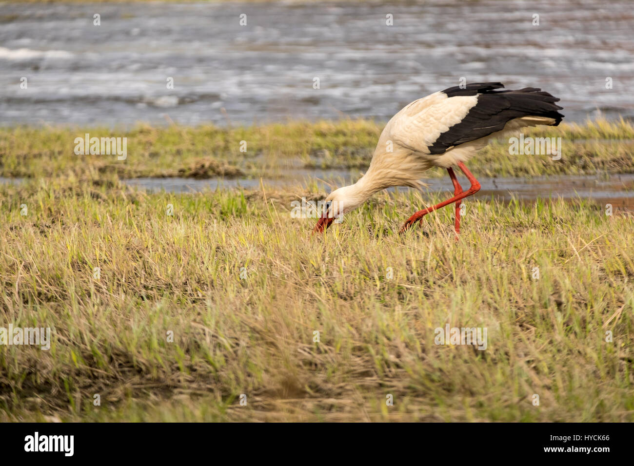 White stork hunting Stock Photo - Alamy