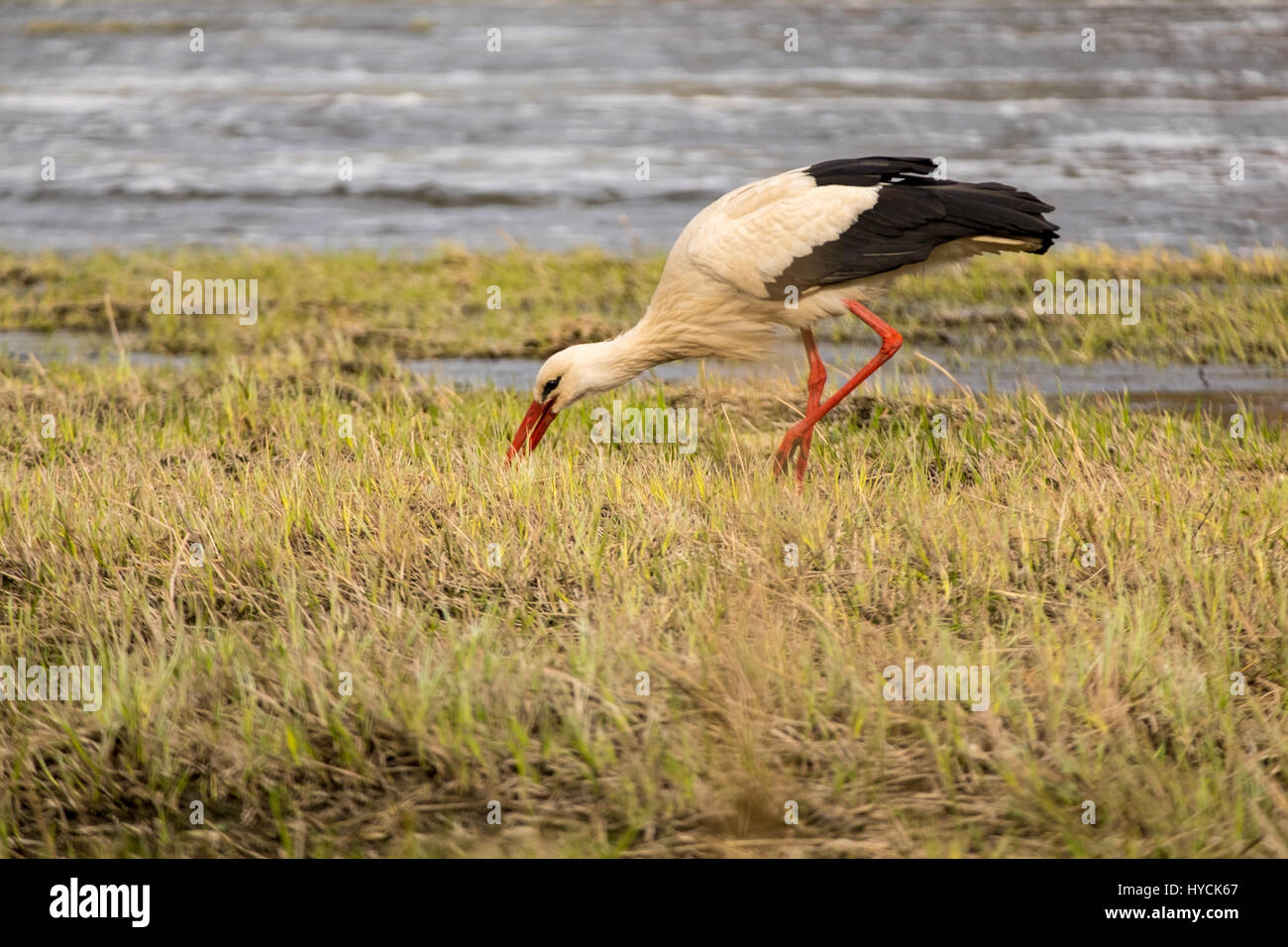 Stork hunting hi-res stock photography and images - Alamy