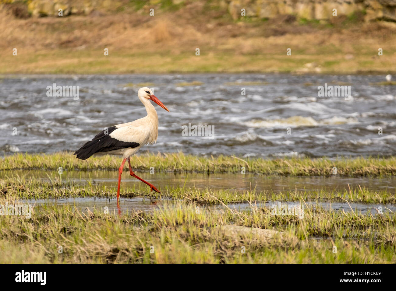 White stork walking Stock Photo - Alamy