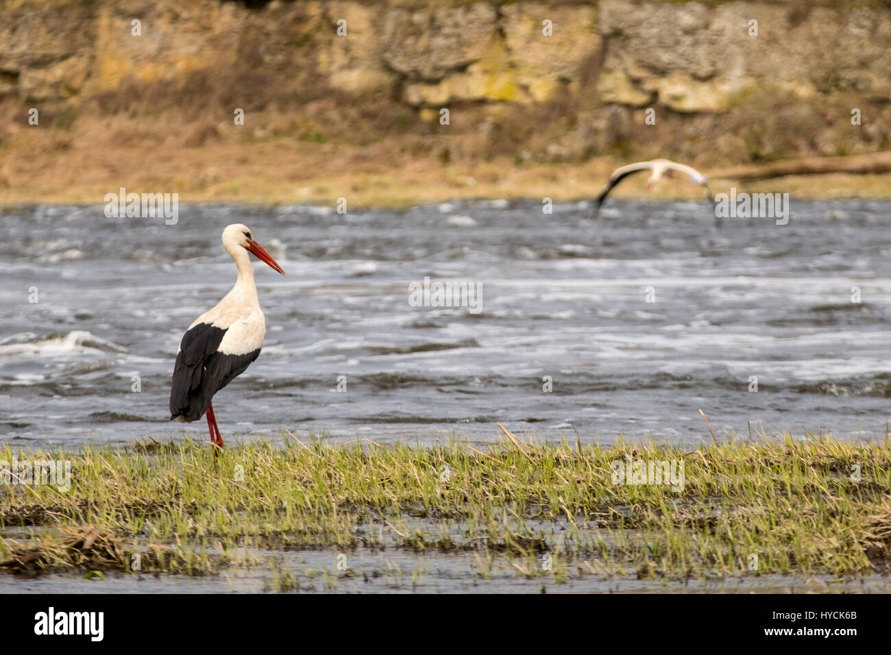White stork pair hi-res stock photography and images - Alamy