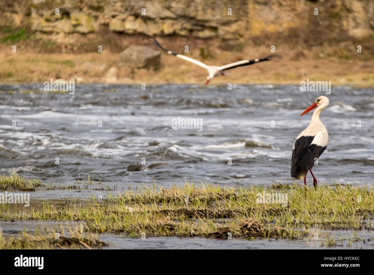 White stork expecting pair Stock Photo - Alamy