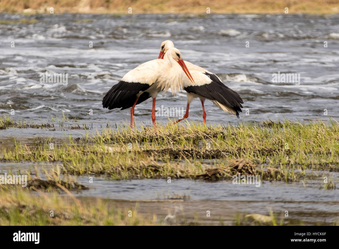 Pair of white storks Stock Photo - Alamy