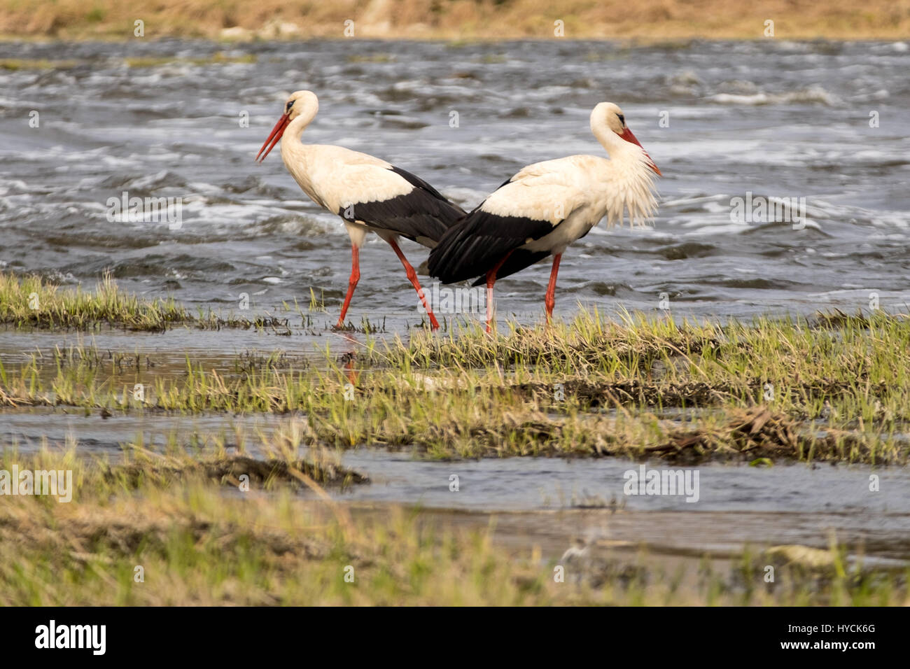 Pair of white storks Stock Photo - Alamy