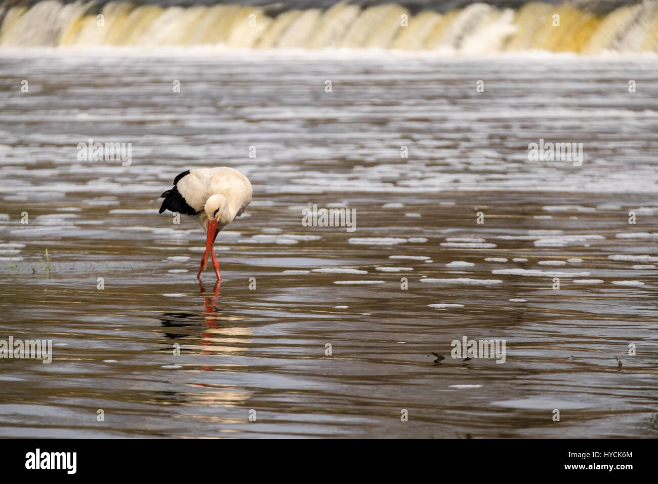 White stork habitat hi-res stock photography and images - Alamy