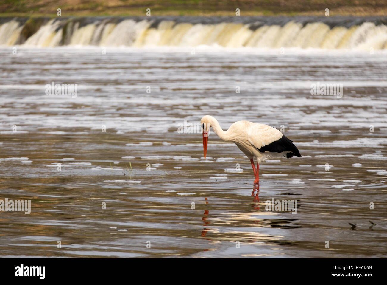 White stork fishing Stock Photo - Alamy