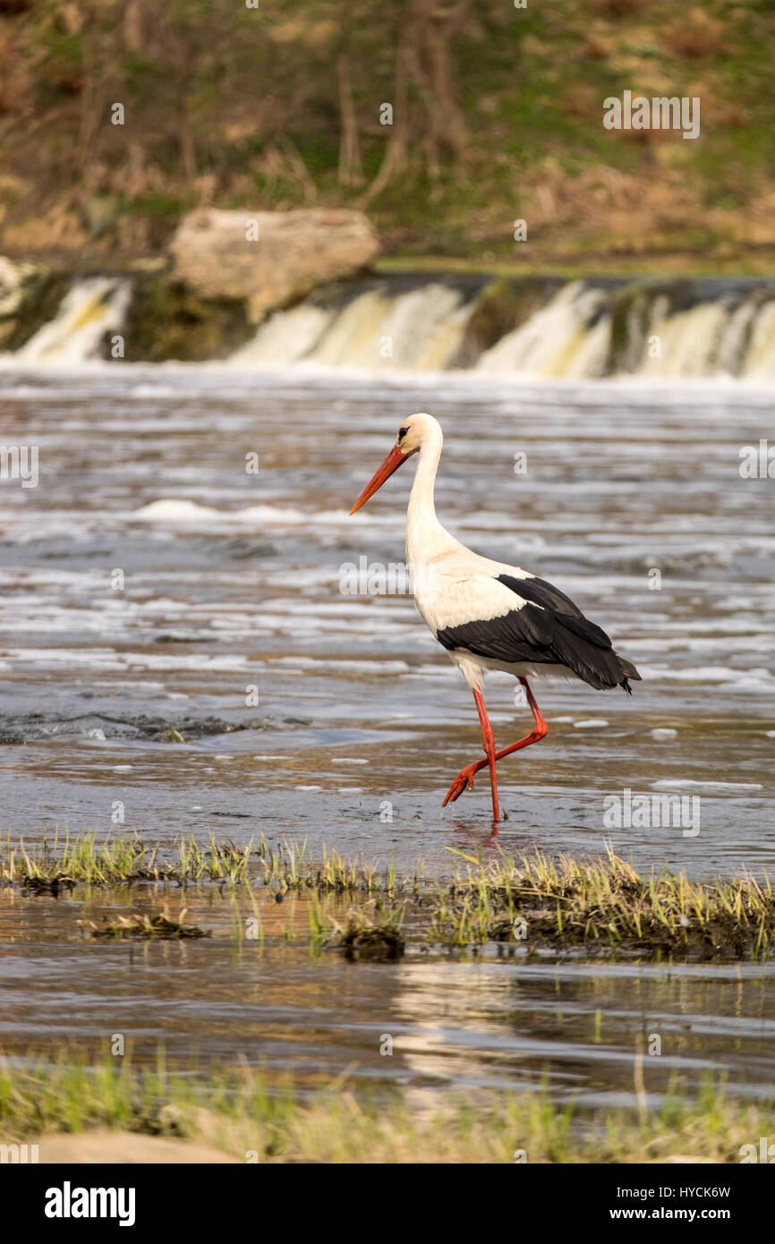 White stork with prey hi-res stock photography and images - Alamy