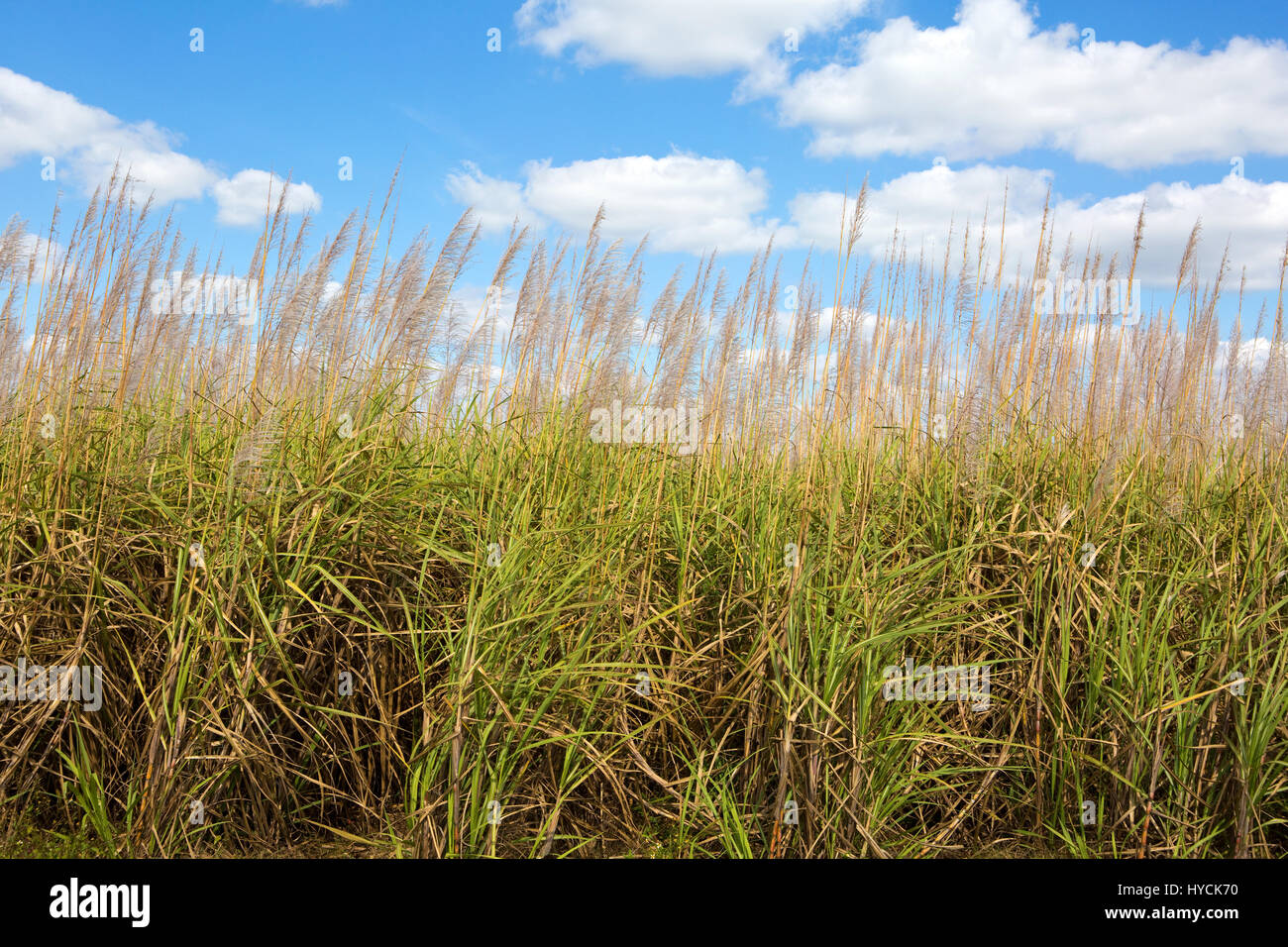 Agricultural field of sugar cane grows on a plantation in central ...