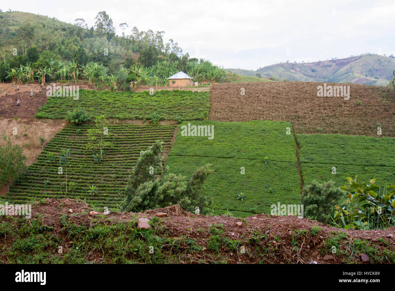 Tea plantation terraces on hillside of Rwanda, Africa Stock Photo - Alamy