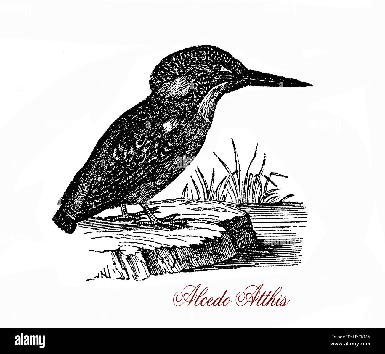 Kingfisher eating fish Cut Out Stock Images & Pictures - Alamy