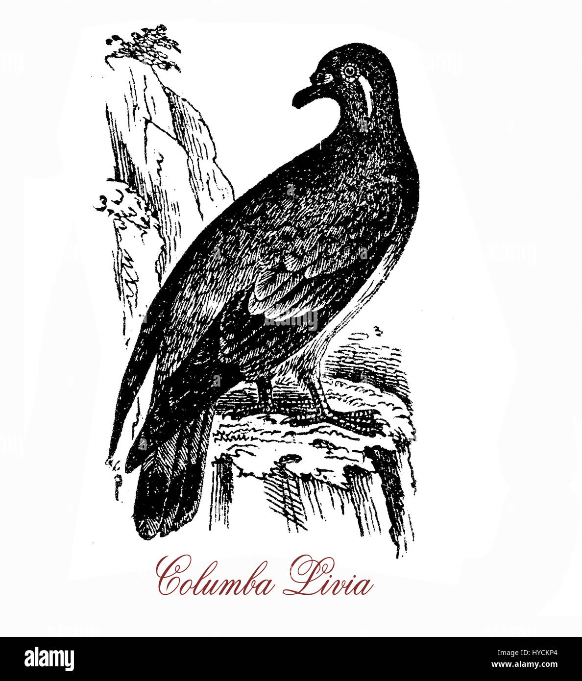 Rock engraving. animal Cut Out Stock Images & Pictures - Alamy