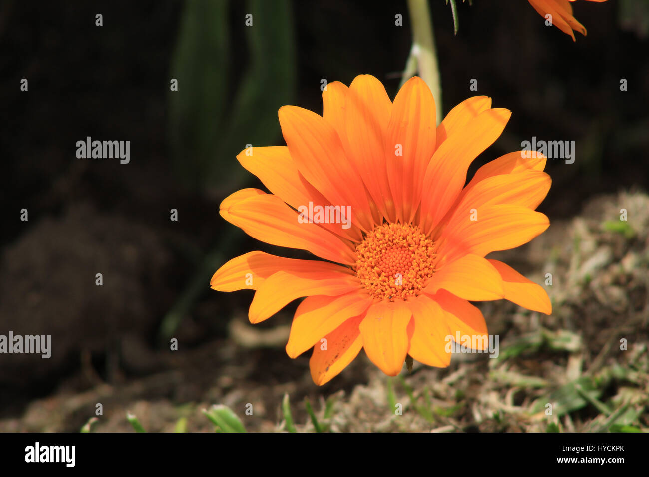 A beautiful yellow wildflower in a field in Cotacachi, Ecuador Stock ...