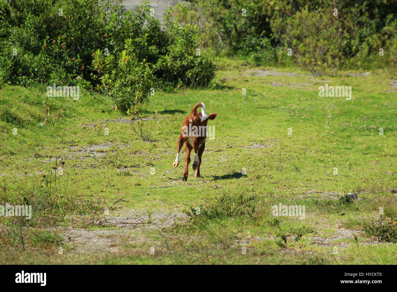 Running cow calf hi-res stock photography and images - Alamy