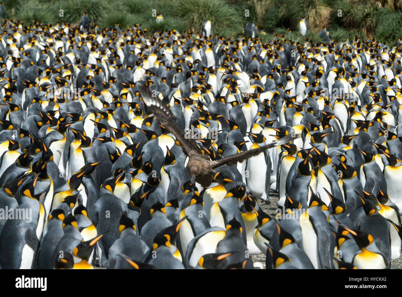 King penguins colony at South Georgia Stock Photo - Alamy