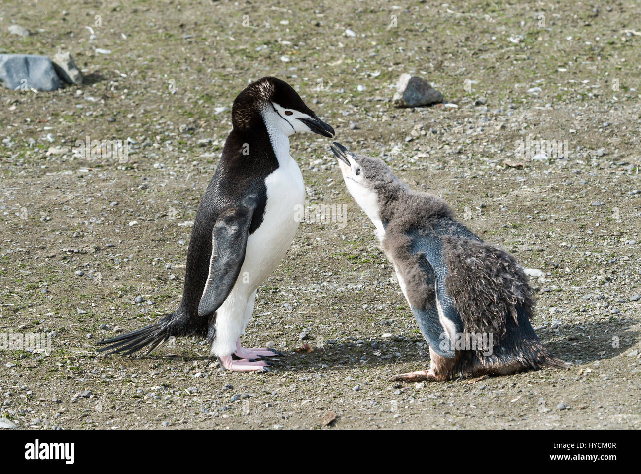 Chinstrap penguin feeding chick Stock Photo - Alamy