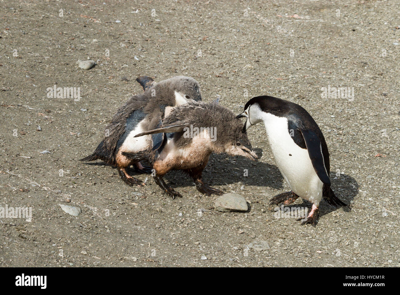Chinstrap penguin feeding chick Stock Photo - Alamy