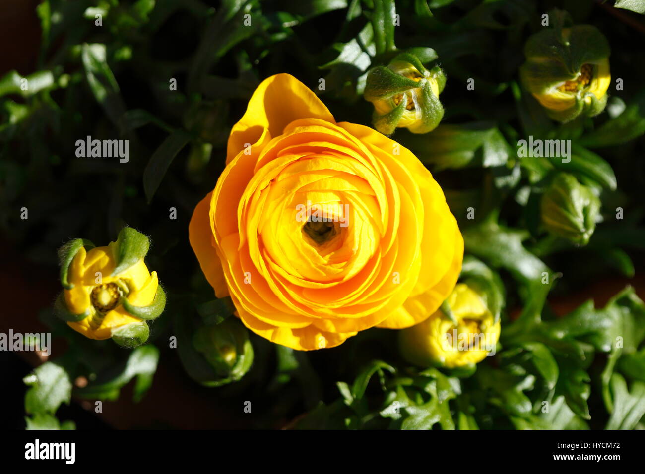 Yellow colored roses hi-res stock photography and images - Alamy