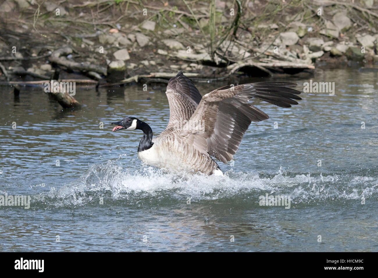 A Canada Goose at the Nature Reserve in New Mills Stock Photo - Alamy