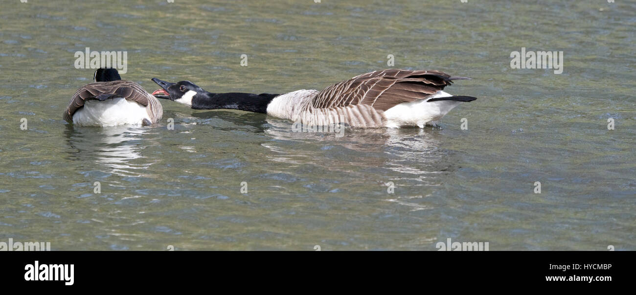 A Canada Goose shows its anger at another at the Nature Reserve in New ...